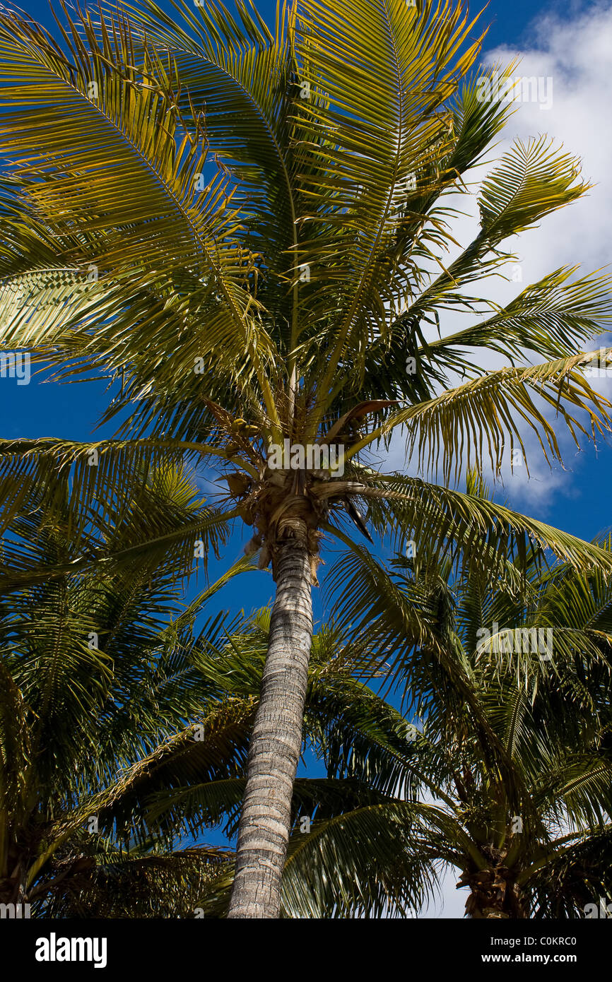 palm tree blowing in the wind Stock Photo - Alamy
