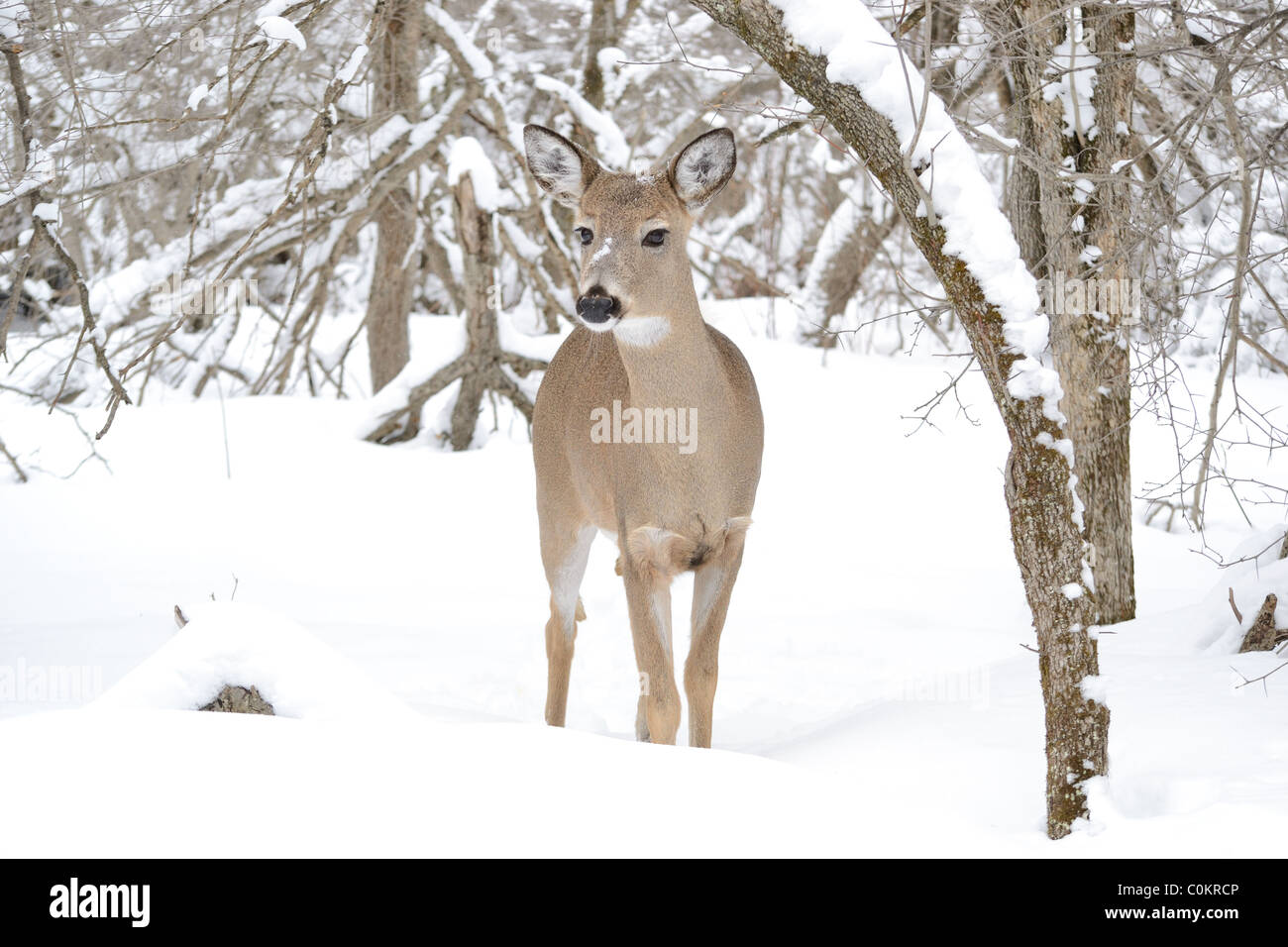 Whitetail deer snow hi-res stock photography and images - Alamy