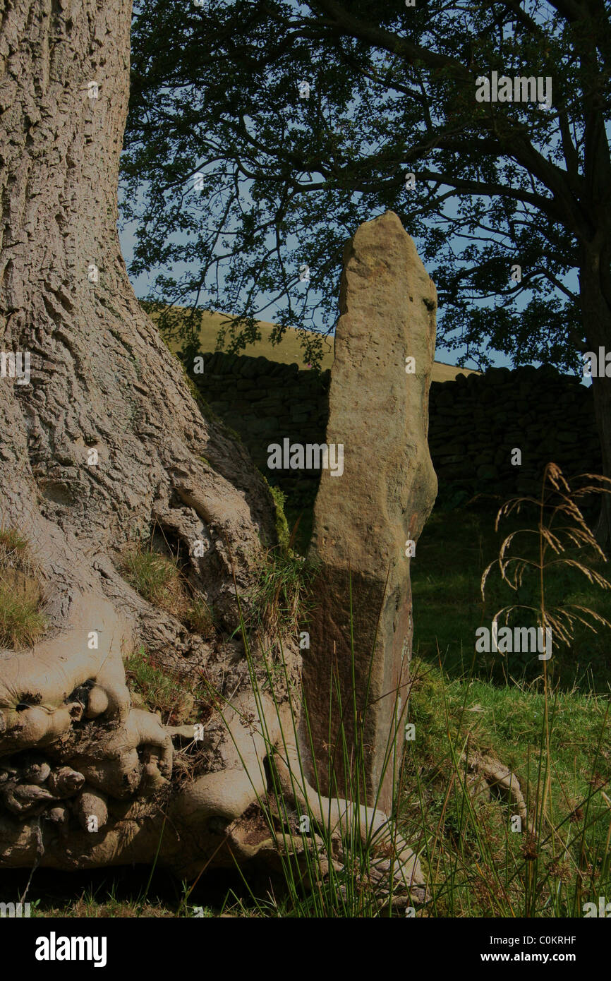stone within tree roots Stock Photo - Alamy