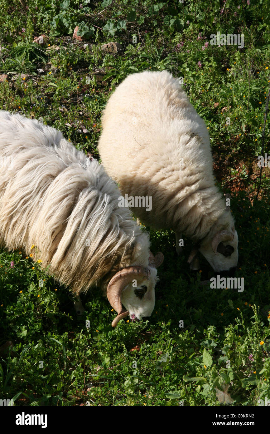 Ewe horned hi-res stock photography and images - Alamy