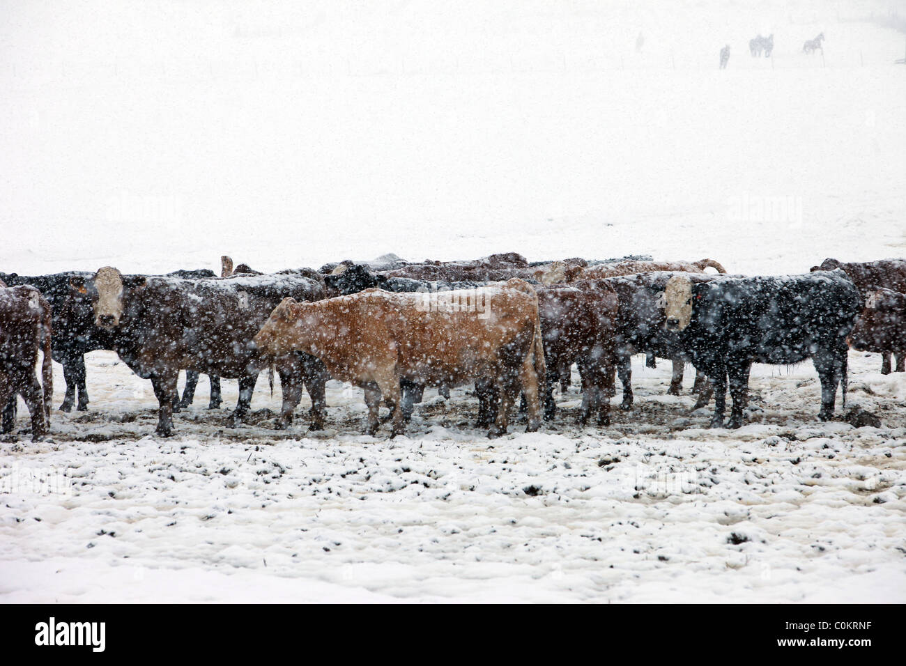 Cattle grazing on ranch in hi-res stock photography and images - Alamy