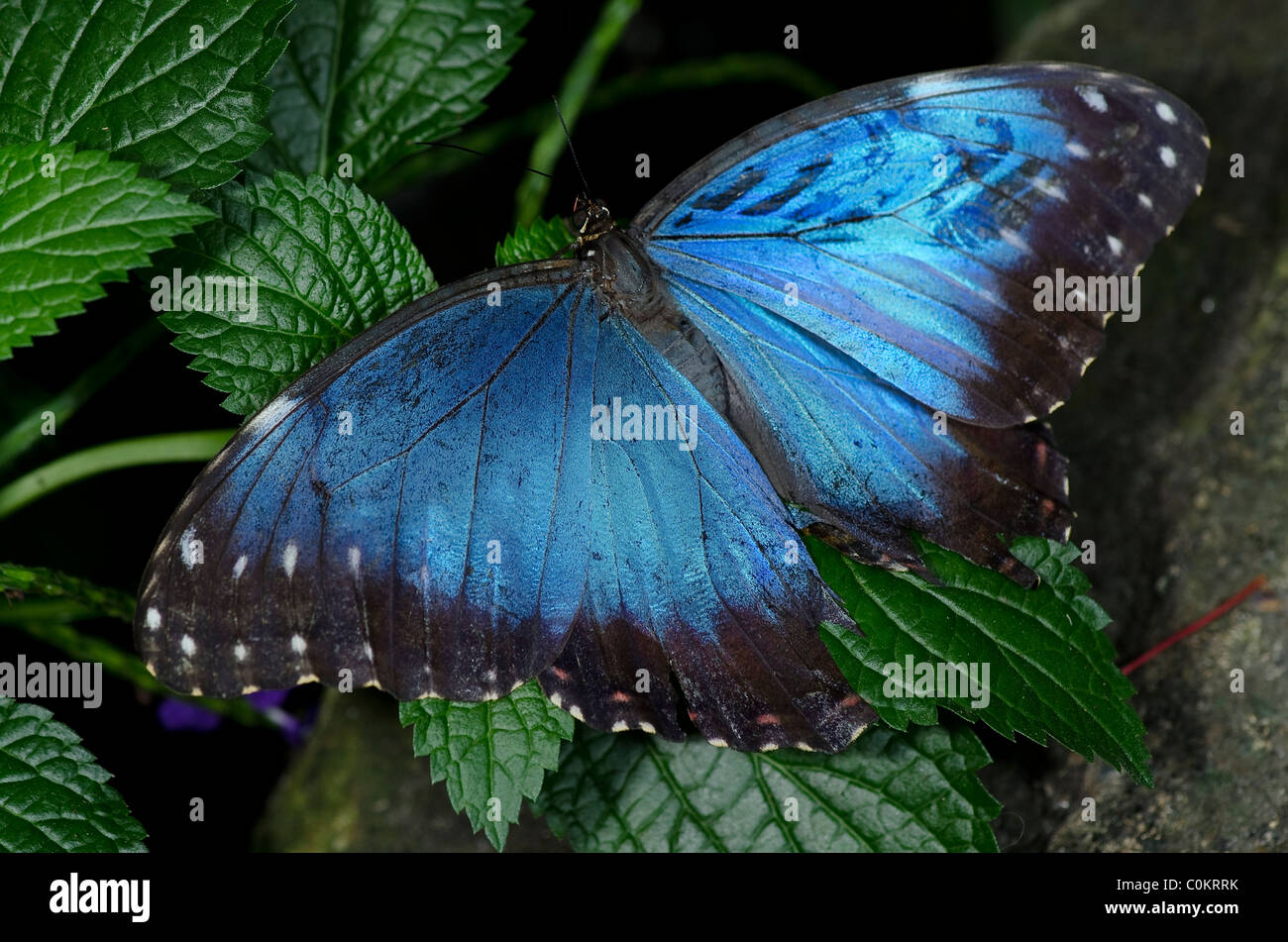 Nymphalidae family hi-res stock photography and images - Alamy