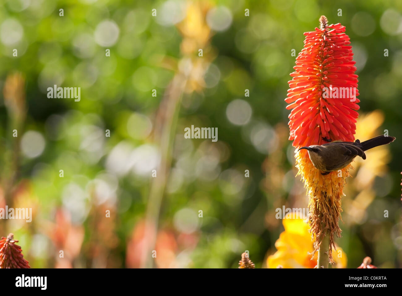 Sun and bird hi-res stock photography and images - Alamy