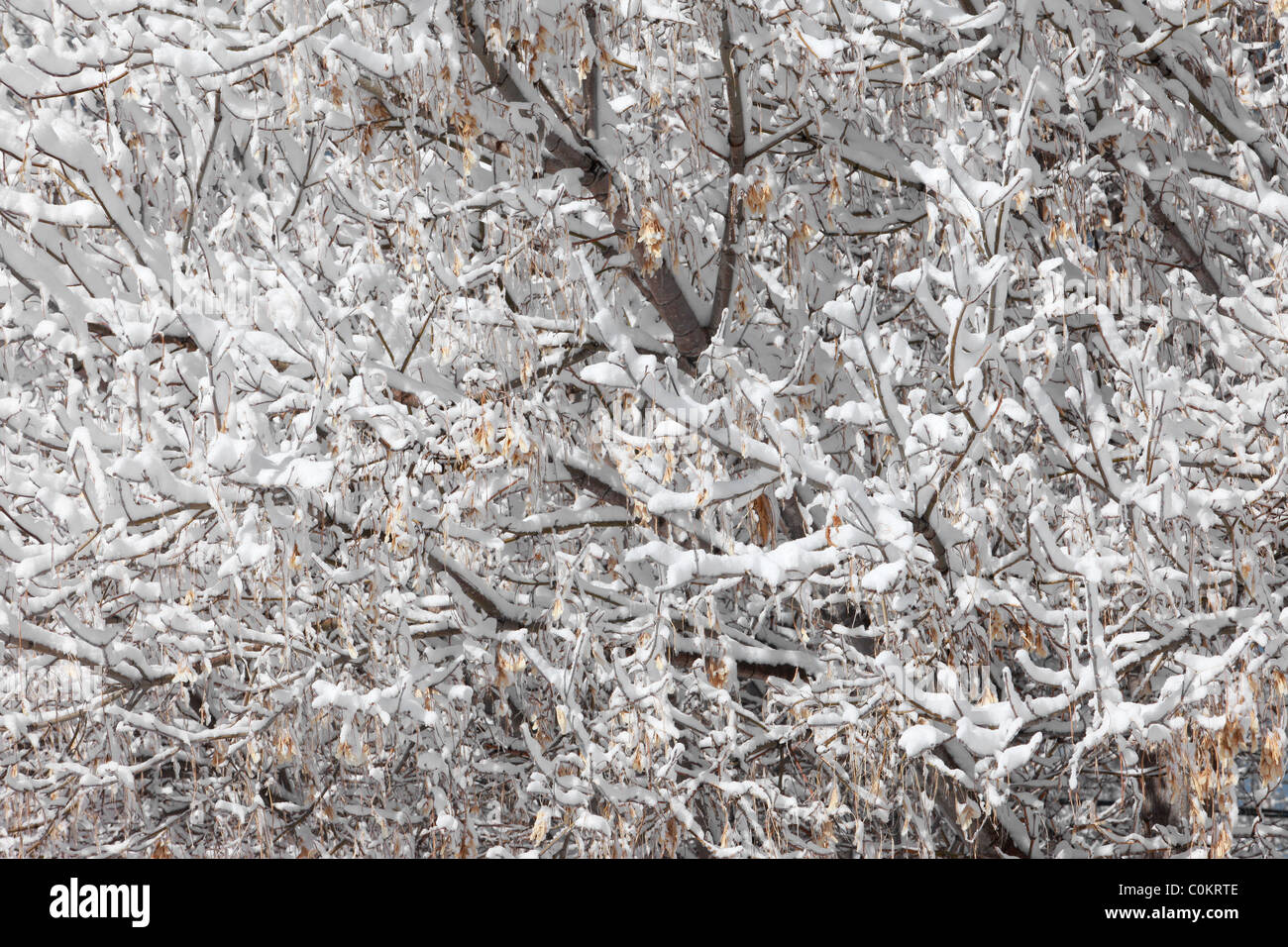 Freezing tree branches hi-res stock photography and images - Alamy