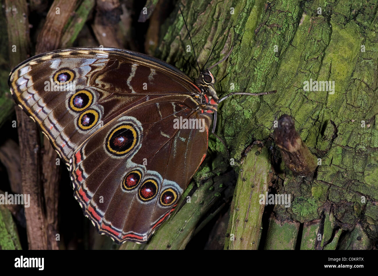Nymphalidae family hi-res stock photography and images - Alamy