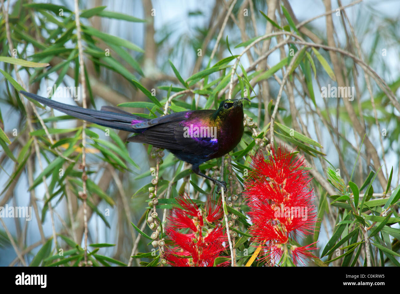 Sun and bird hi-res stock photography and images - Alamy