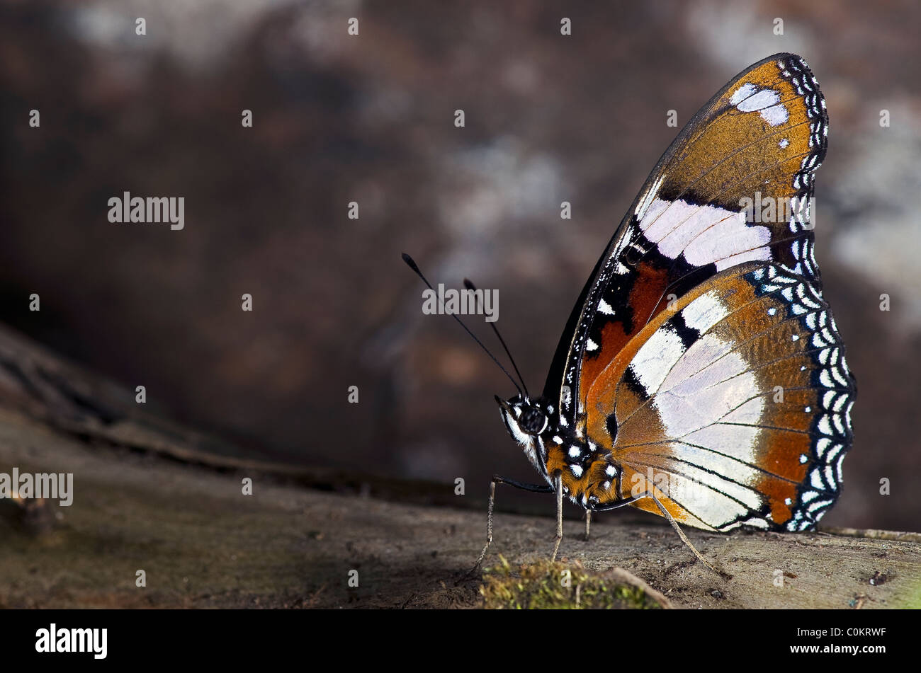 Nymphalidae family hi-res stock photography and images - Alamy