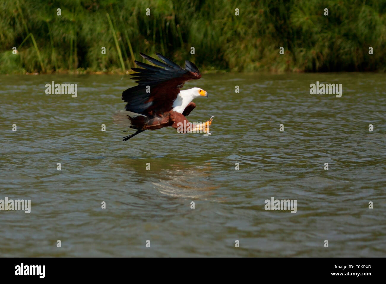 Eagle attack hi-res stock photography and images - Alamy