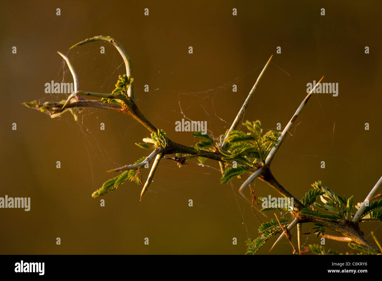 Acacia thorns hi-res stock photography and images - Alamy
