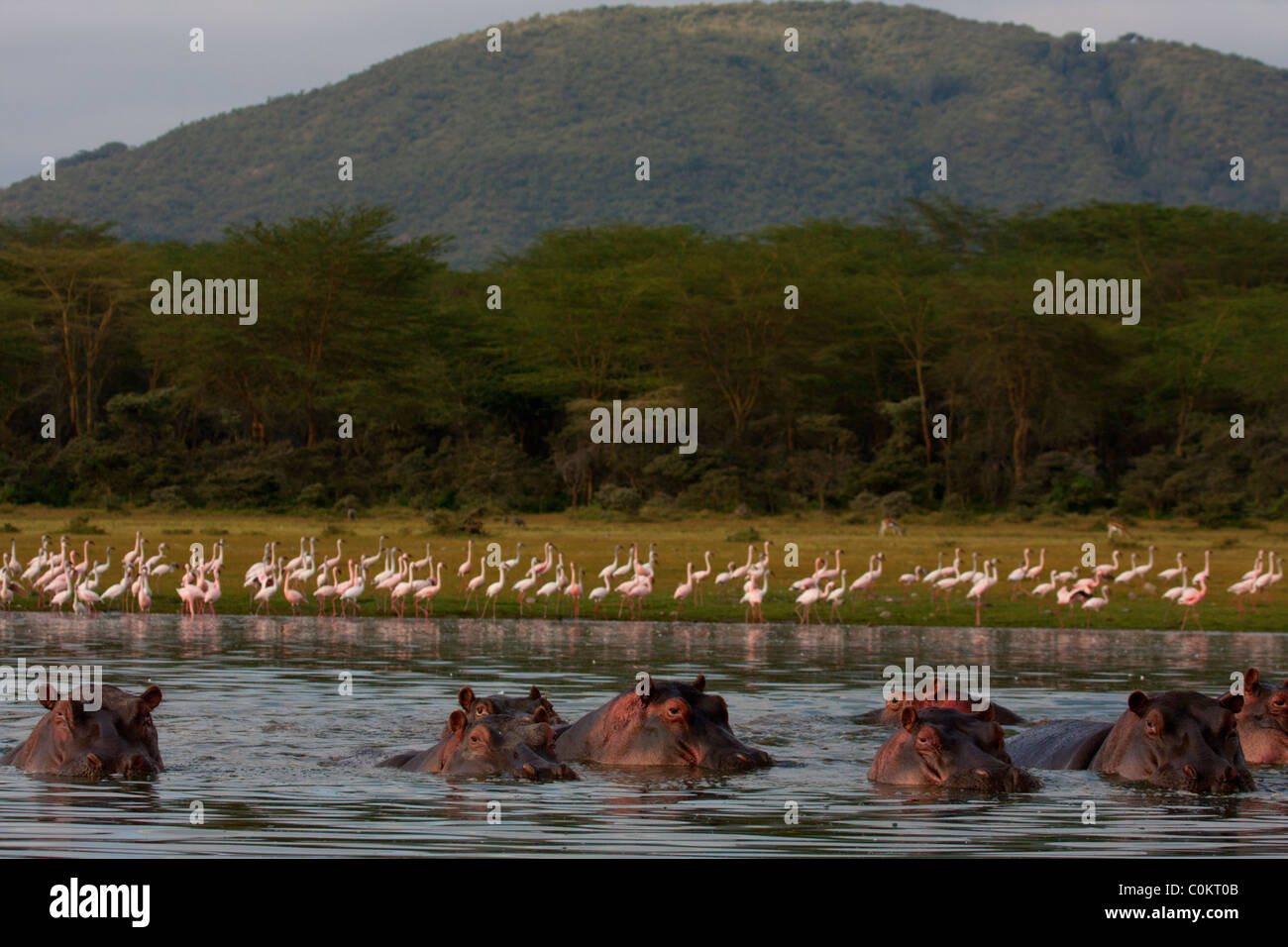 Hippo at lake hi-res stock photography and images - Alamy