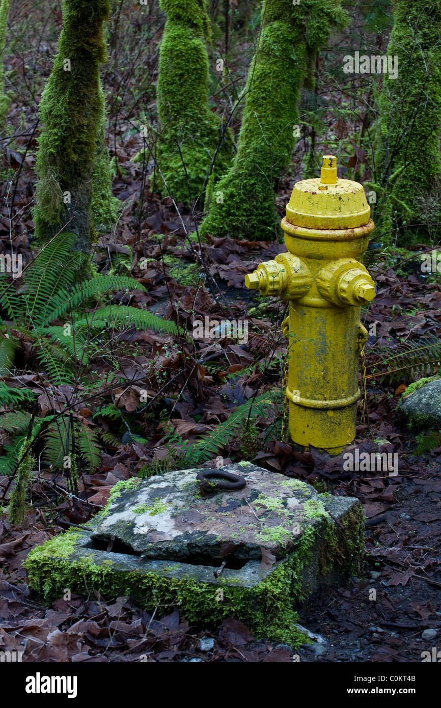 Fire Hydrant located in a forest Stock Photo - Alamy