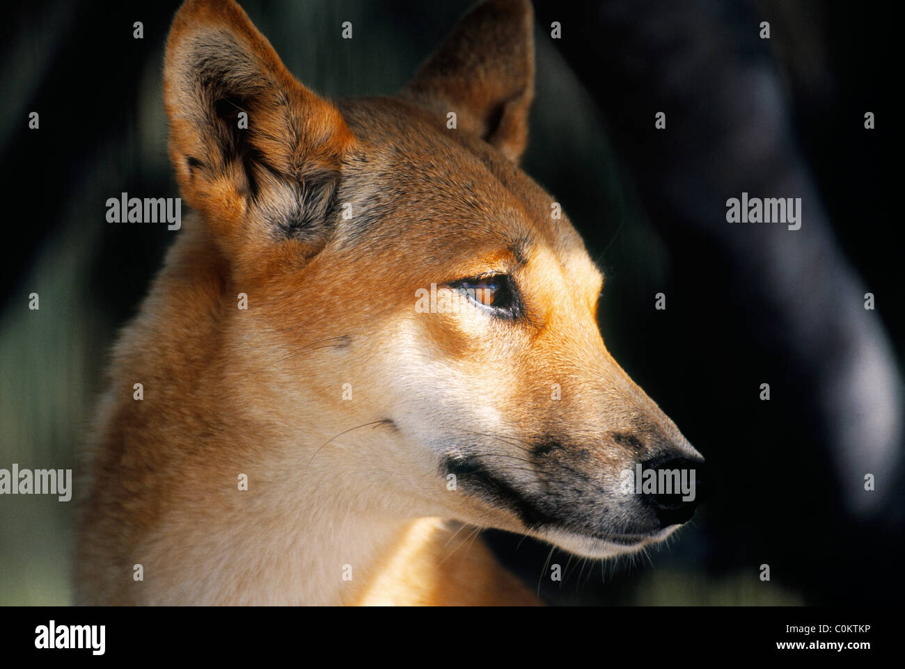 Dingo close up hi-res stock photography and images - Alamy
