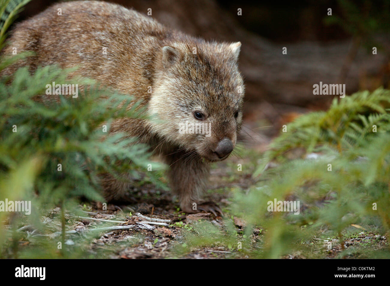 Wombat running hi-res stock photography and images - Alamy