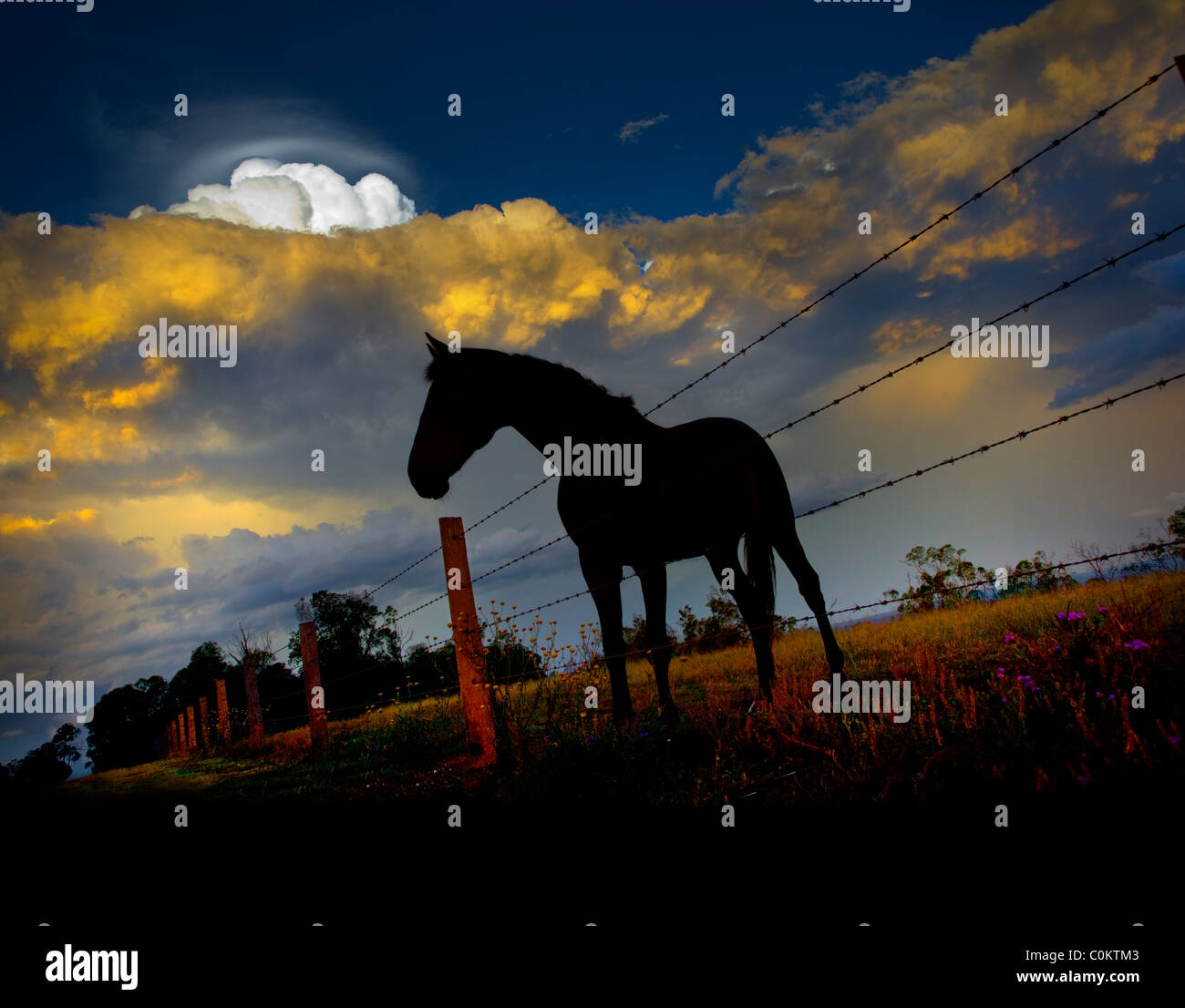 Horse in paddock silhouetted by sunset Stock Photo - Alamy