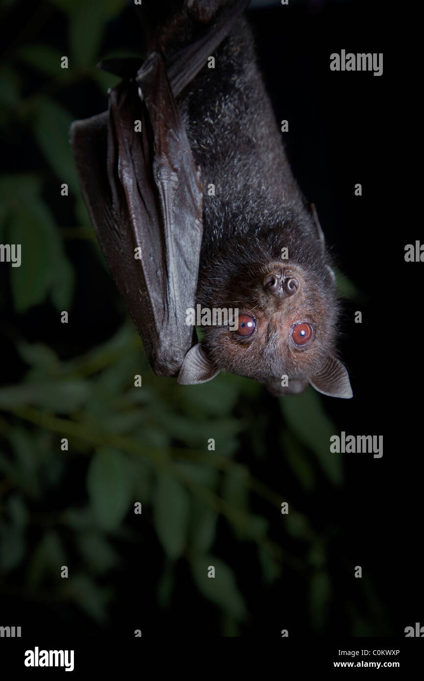 Australia flying foxes hanging hi-res stock photography and images - Alamy