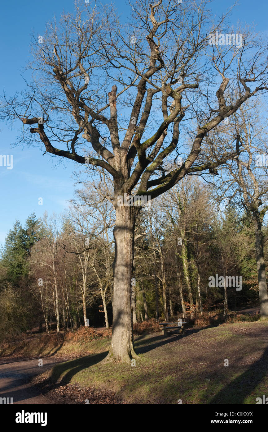 Oak tree in the Forest of Dean Stock Photo - Alamy