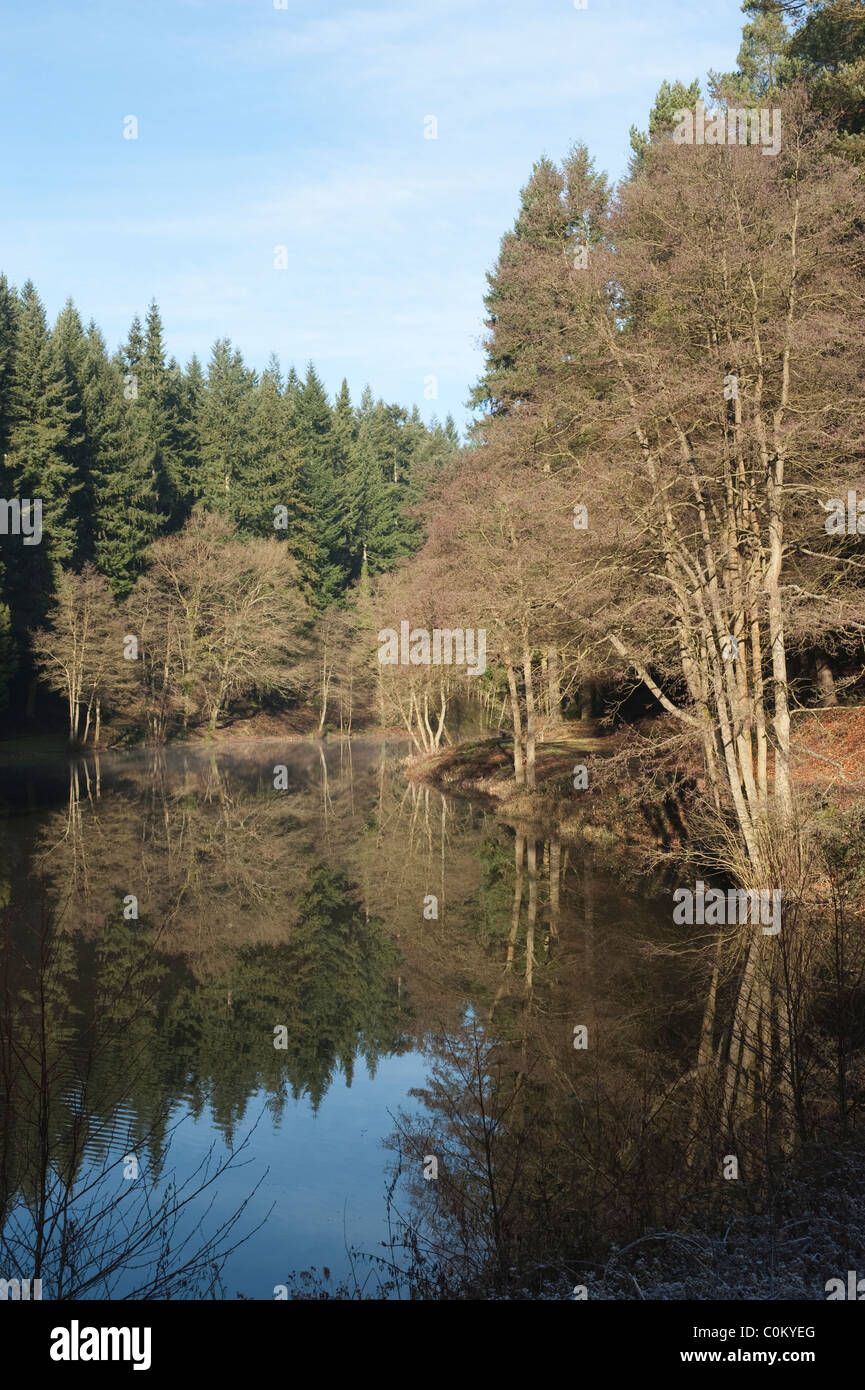 Soudley Ponds in the Forest of Dean Stock Photo - Alamy