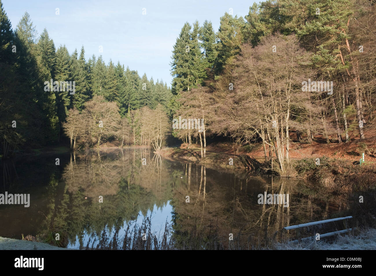 Soudley Ponds in the Forest of Dean Stock Photo - Alamy