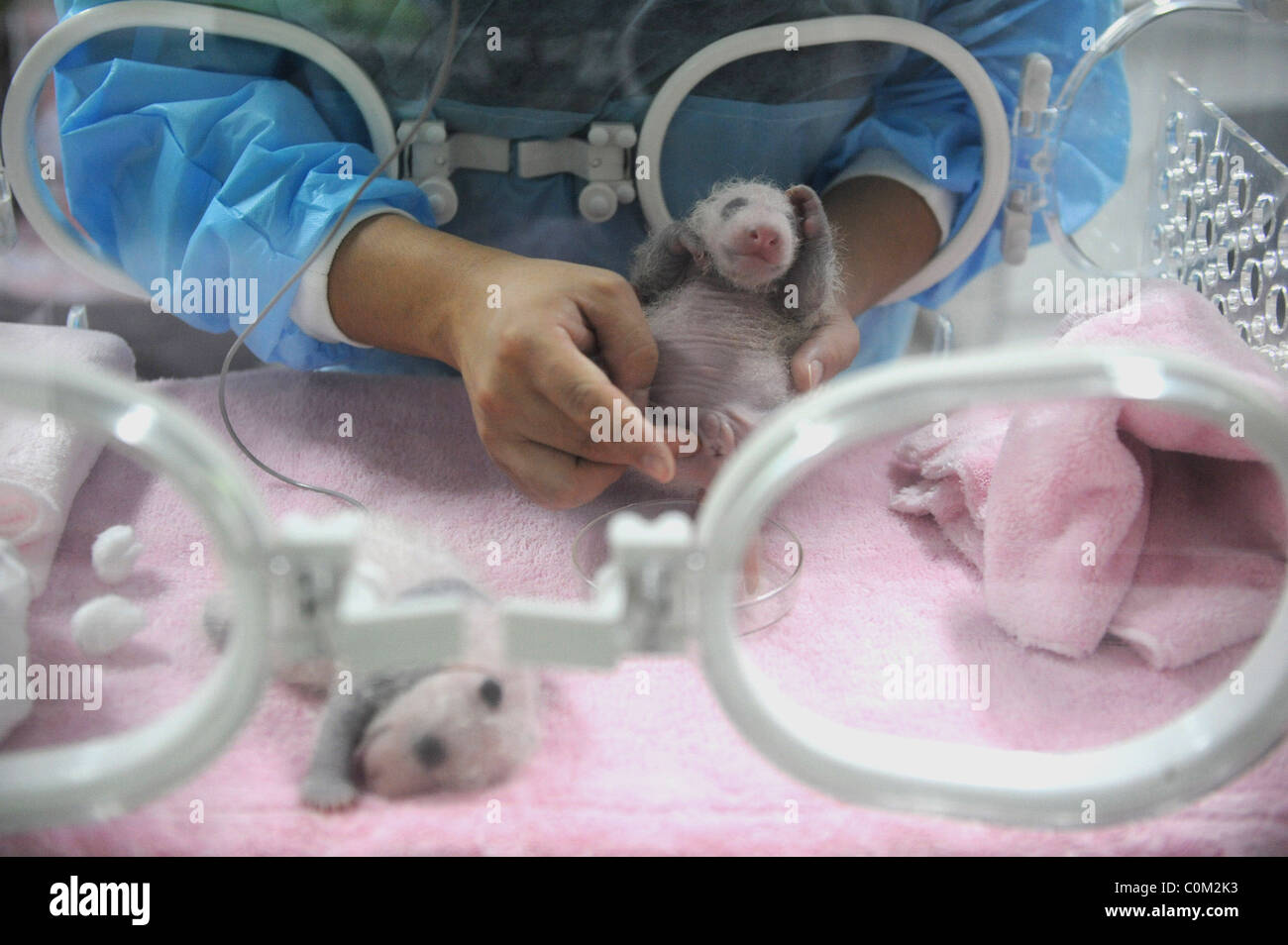 QUAKE HIT PANDAS ARE DOING FURRY WELL These tiny panda cubs were hand ...