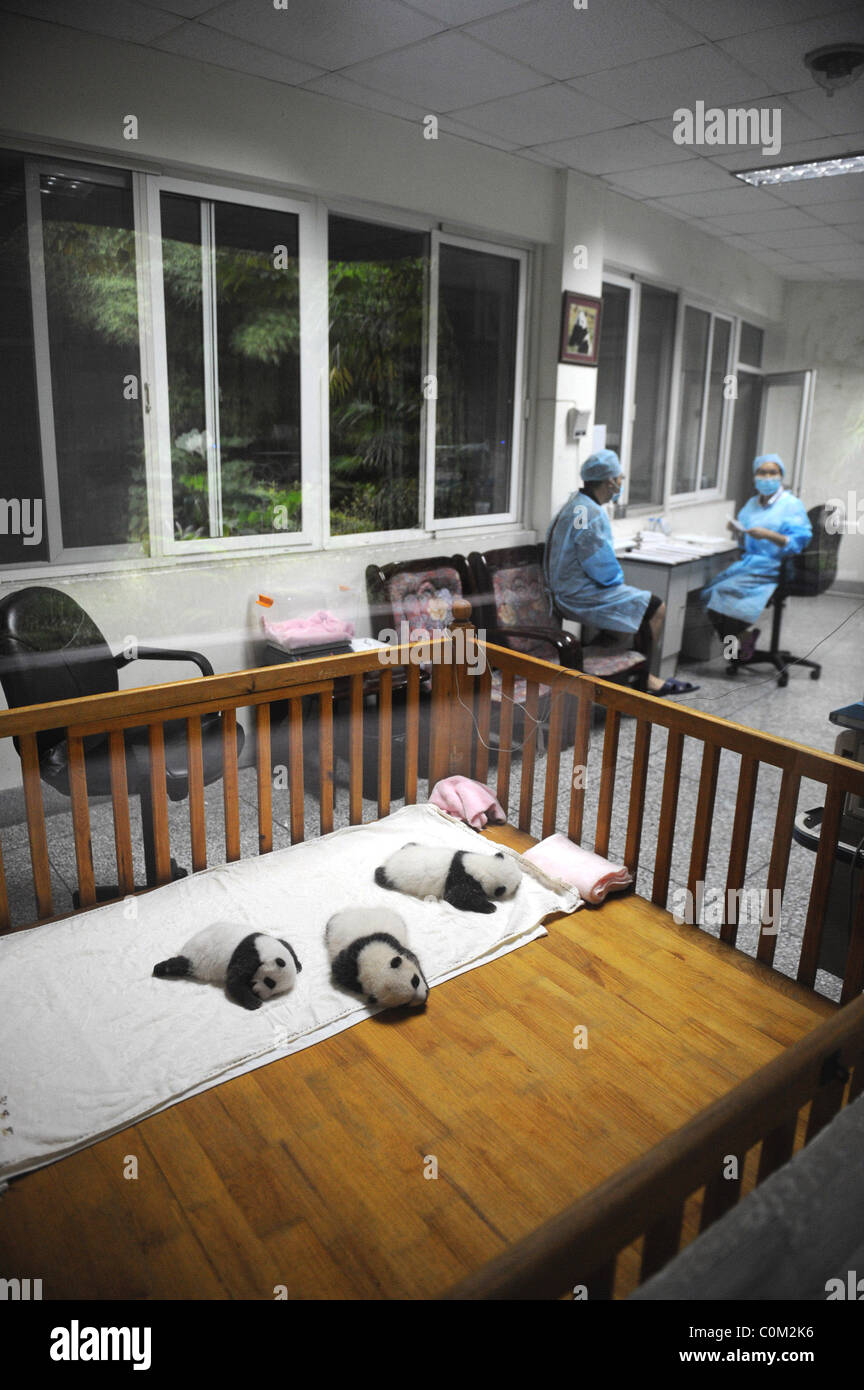 QUAKE HIT PANDAS ARE DOING FURRY WELL These tiny panda cubs were hand ...