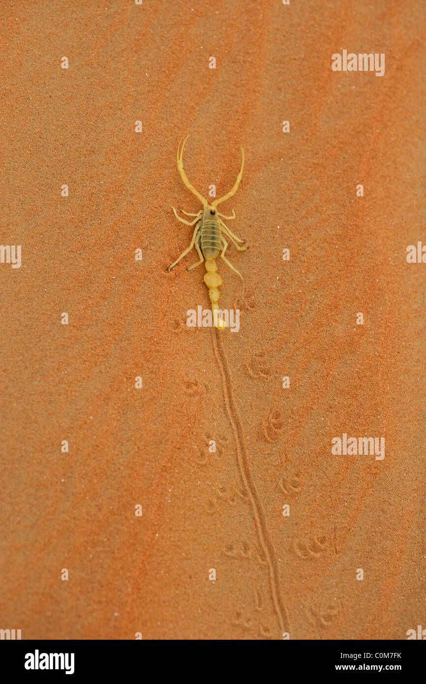 Kuwait desert empty High Resolution Stock Photography and Images - Alamy