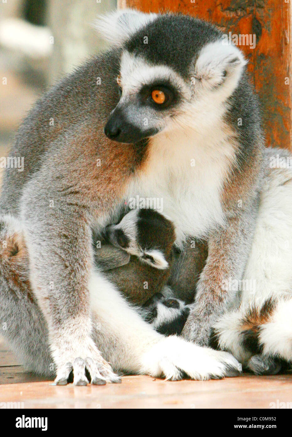 FEEDING TIME FOR LEMURS That's a neat trick! A ringtail lemur brings her twins out for a feed ...