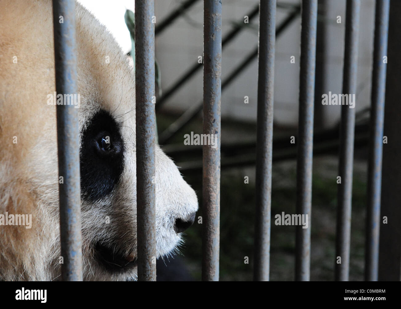 PANDA MOVED AFTER EARTHQUAKE A panda is transfered from its zoo habitat ...