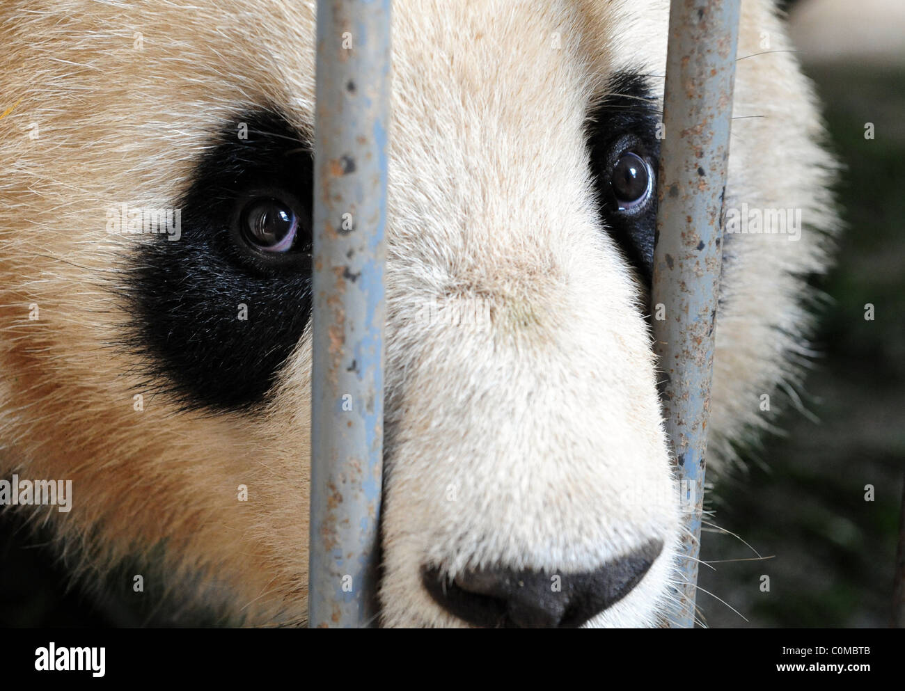 PANDA MOVED AFTER EARTHQUAKE A panda is transfered from its zoo habitat ...