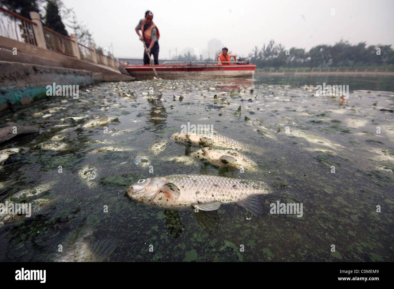 FISH FOUND DEAD IN RIVER Hundreds of dead fish wash up on the shore and ...