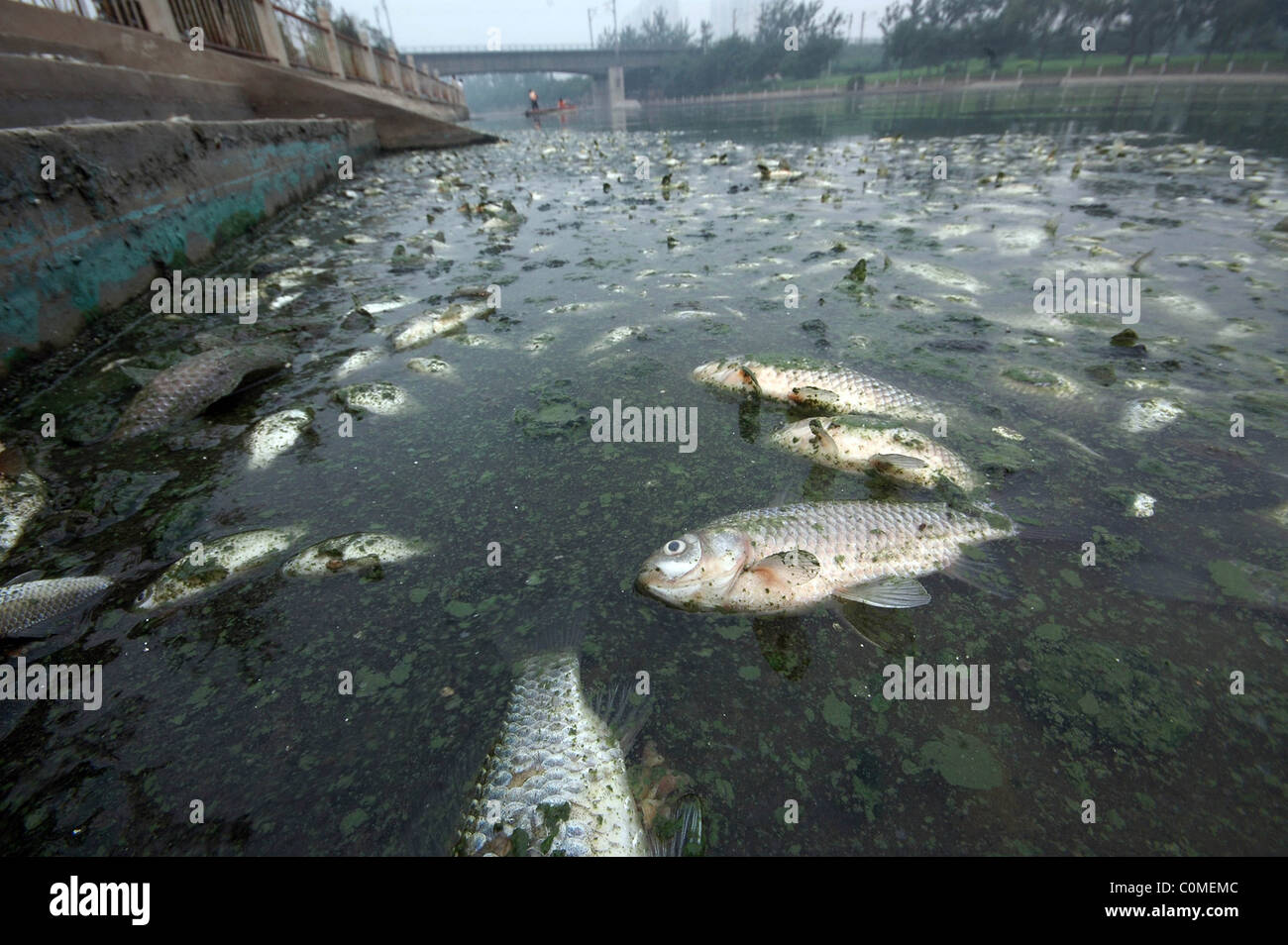 FISH FOUND DEAD IN RIVER Hundreds of dead fish wash up on the shore and ...