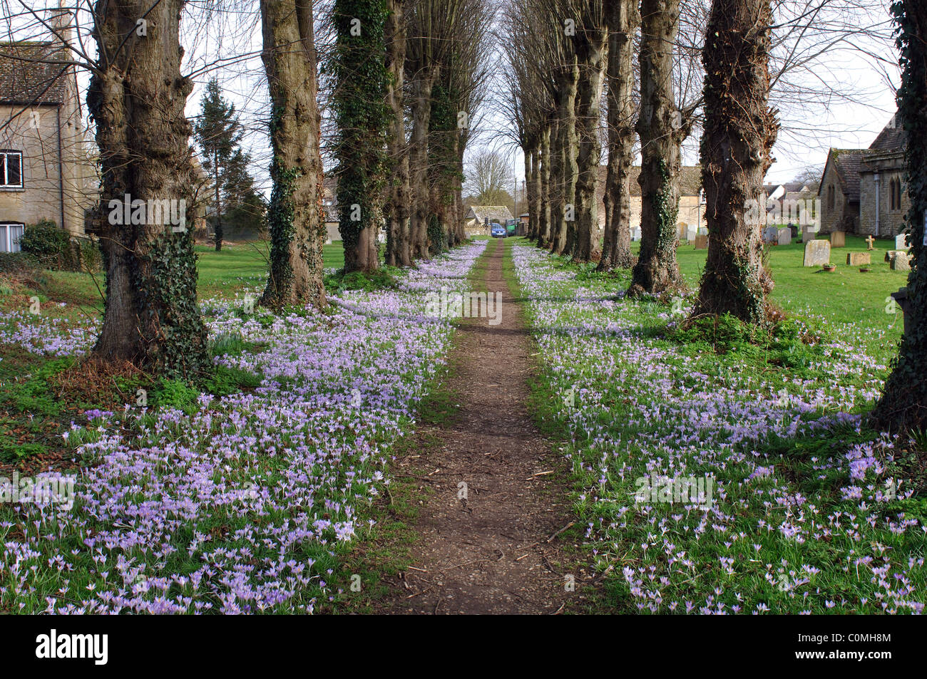 Crocuses Under Trees High Resolution Stock Photography and Images - Alamy
