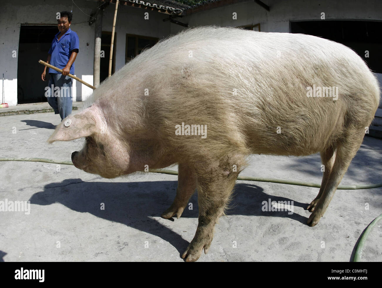 GUTSY PIG IS BACON TOP A porker nicknamed "Pig Strong" after ...