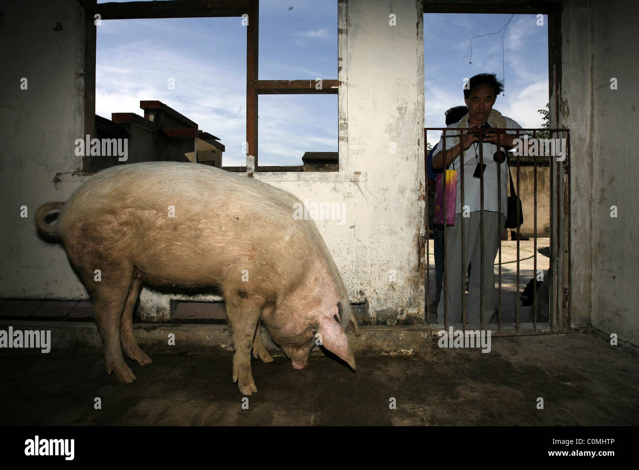GUTSY PIG IS BACON TOP A porker nicknamed "Pig Strong" after ...
