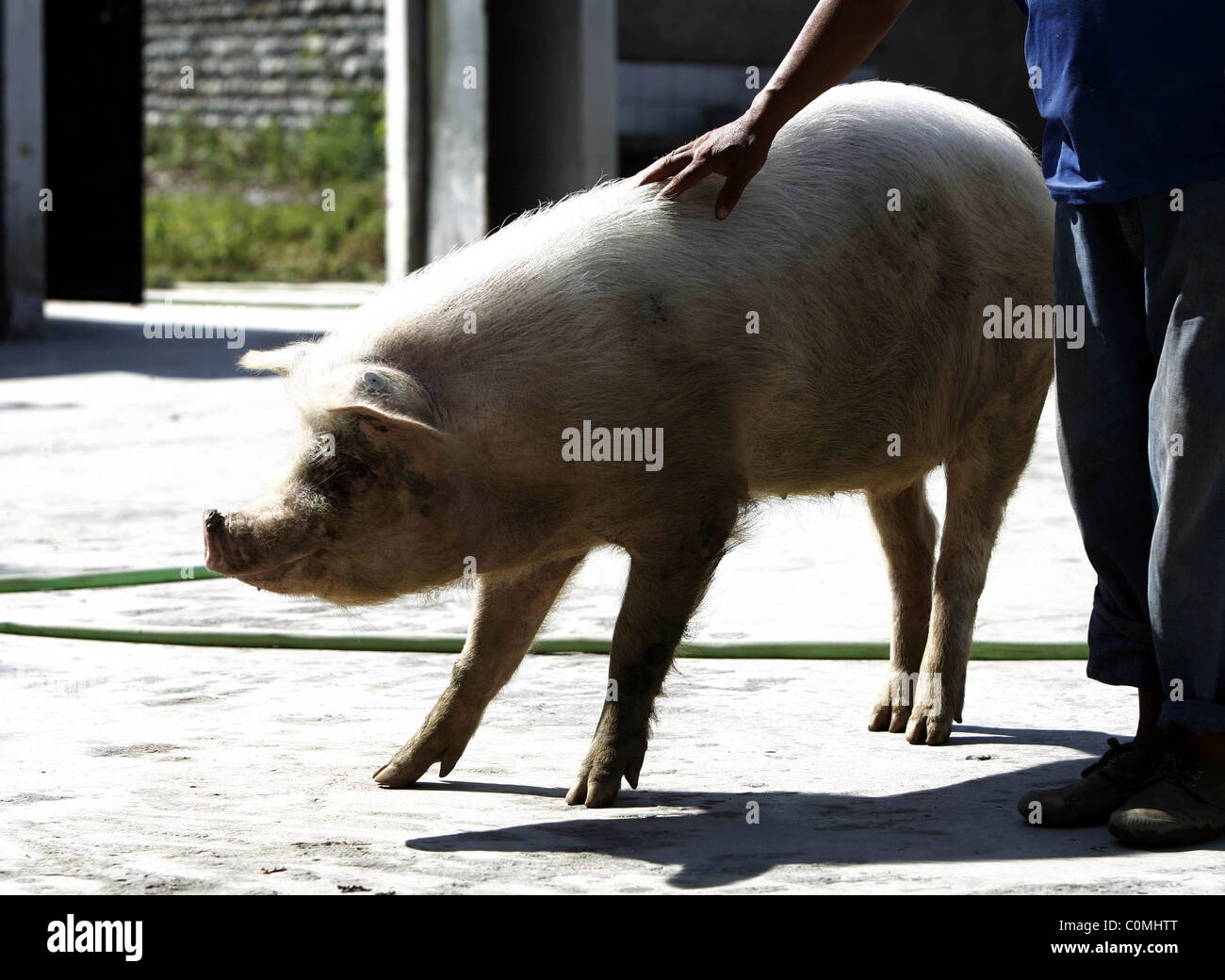 GUTSY PIG IS BACON TOP A porker nicknamed "Pig Strong" after ...