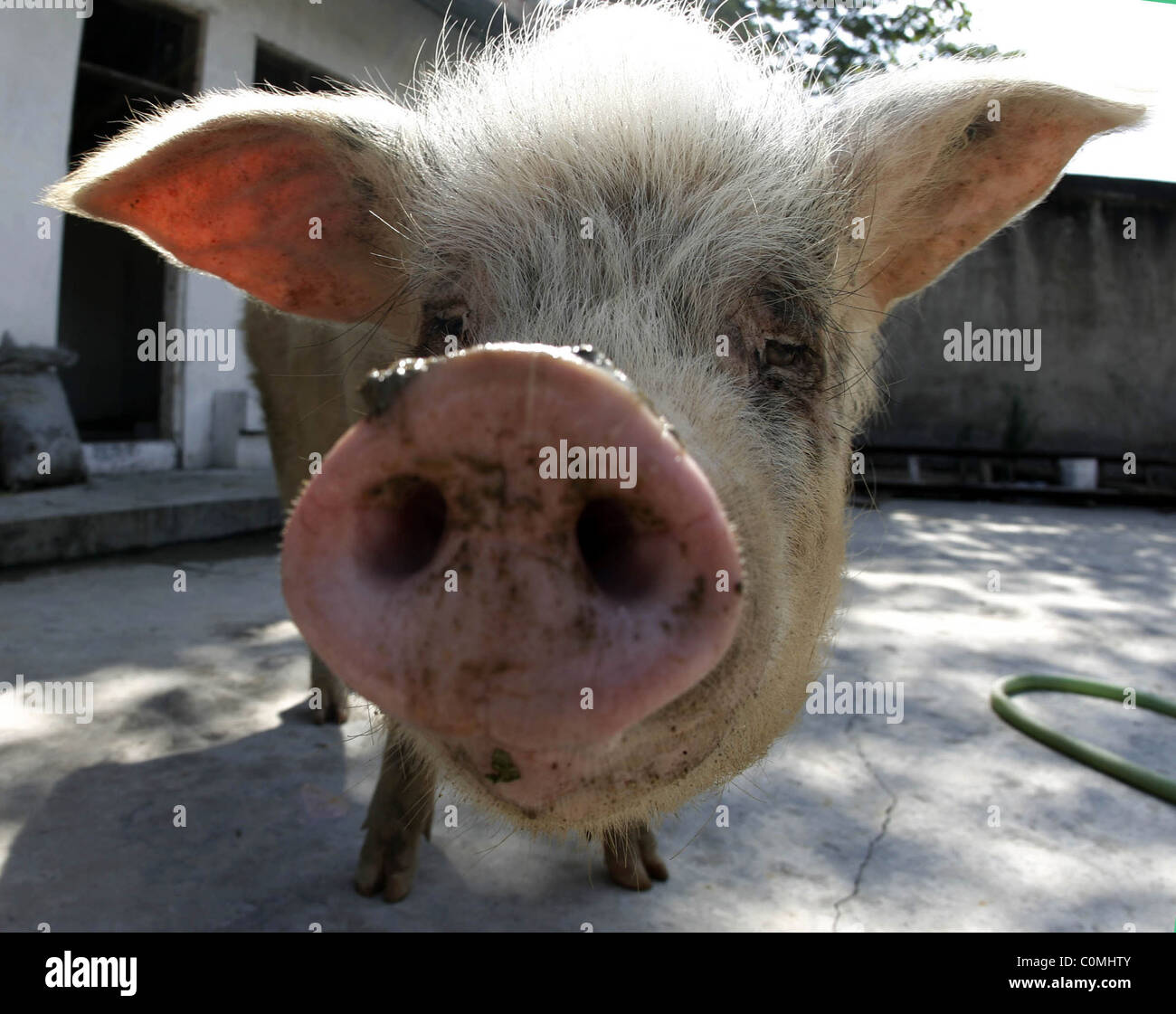 GUTSY PIG IS BACON TOP A porker nicknamed "Pig Strong" after ...