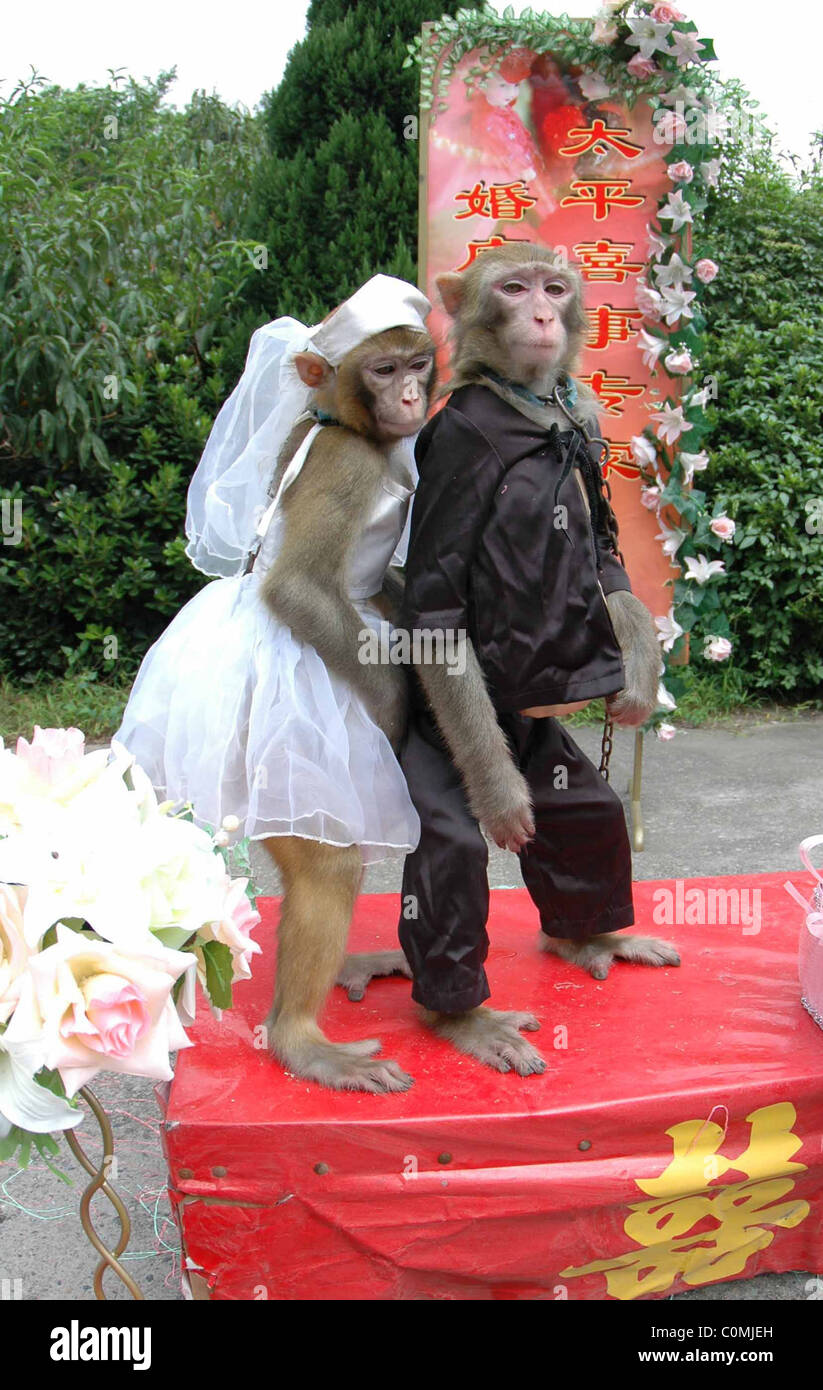 ANIMAL LOVERS! The monkey business comes later, darling... Primate ...