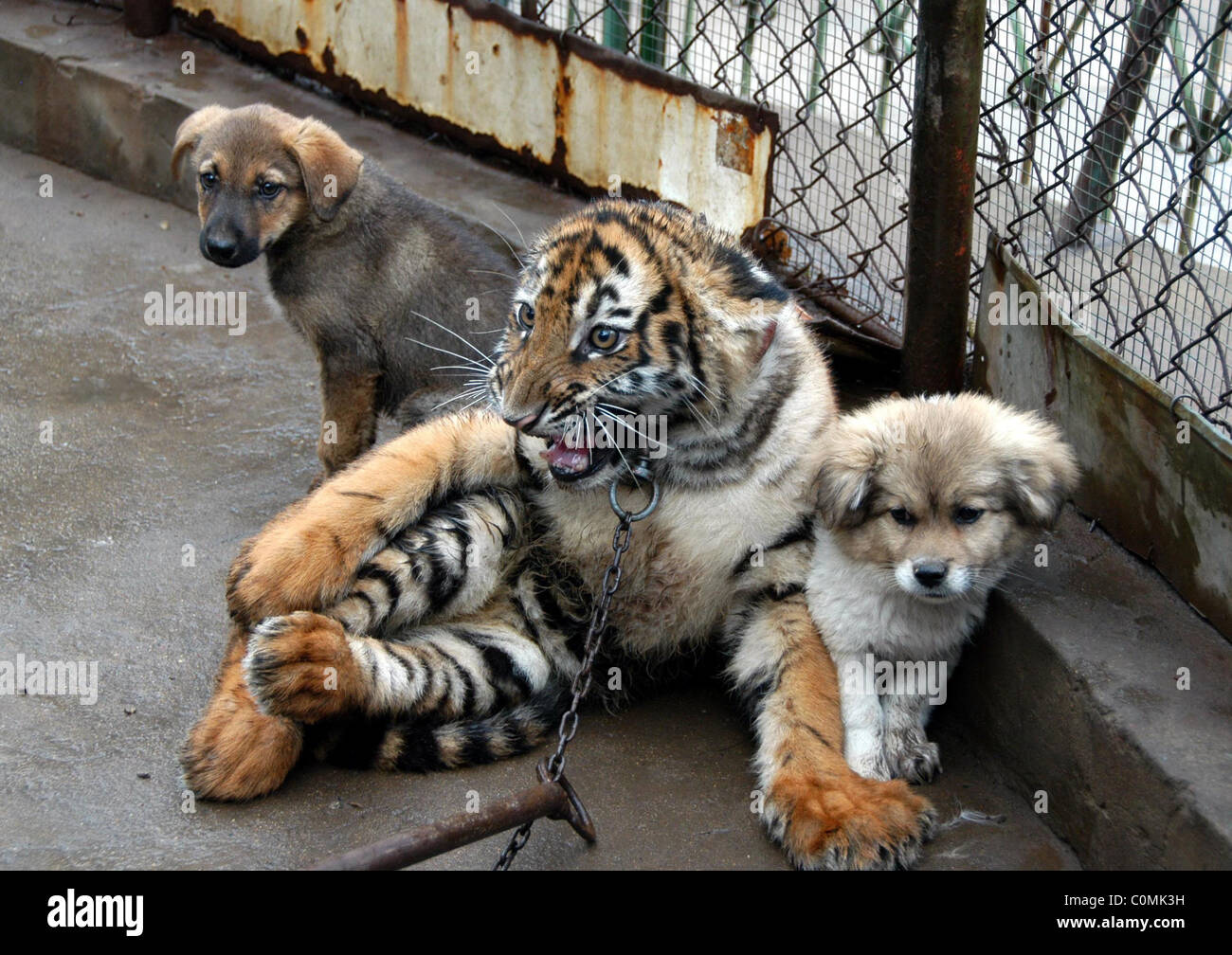ROAR DEAL FOR PUPS A dog is a tiger's best friend! These cute puppies ...