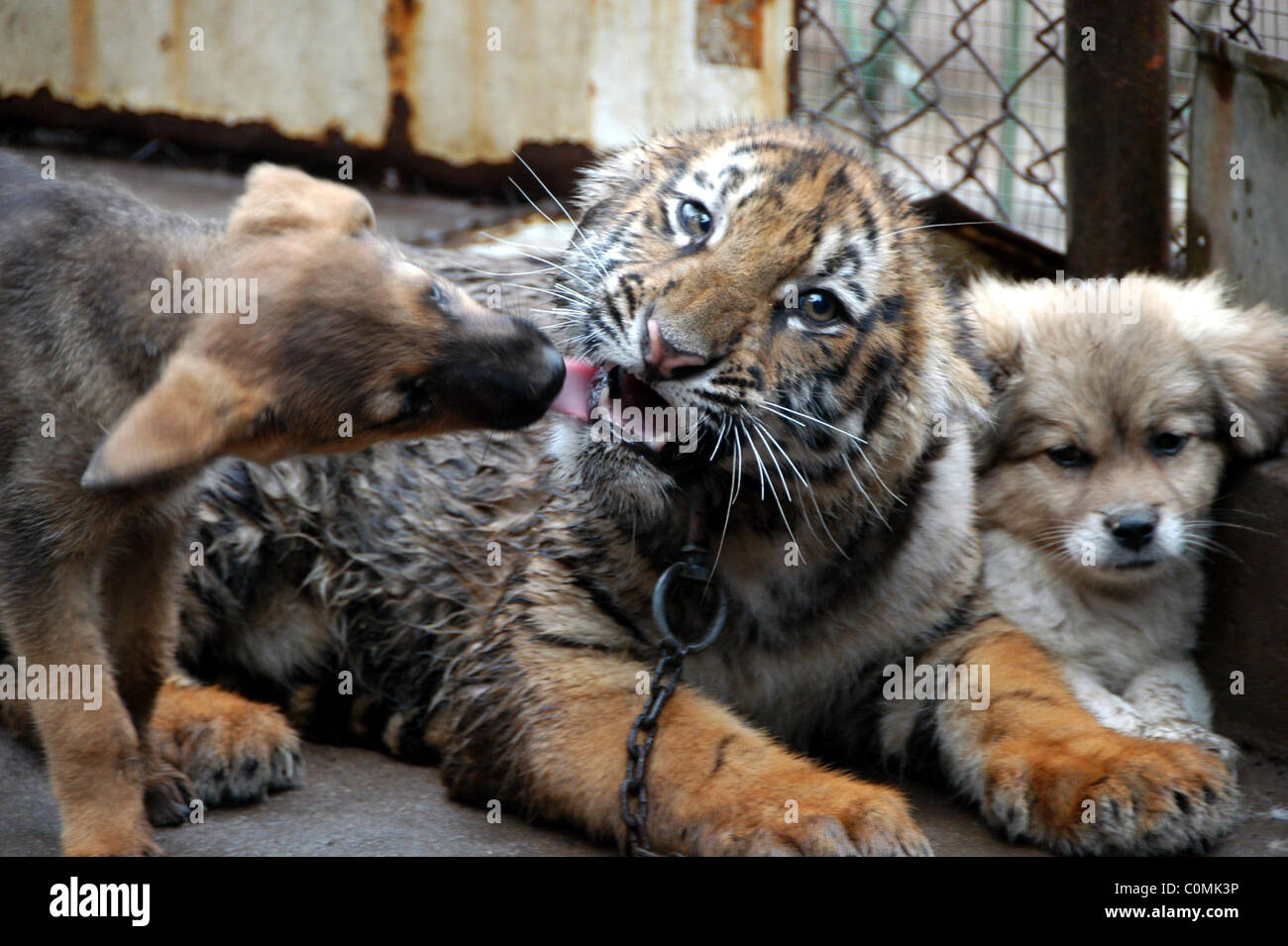 ROAR DEAL FOR PUPS A dog is a tiger's best friend! These cute puppies ...
