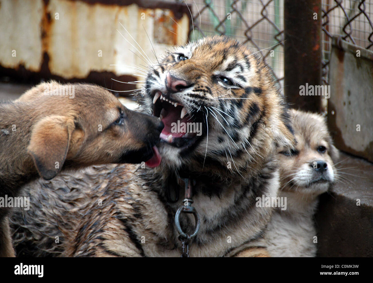 ROAR DEAL FOR PUPS A dog is a tiger's best friend! These cute puppies ...