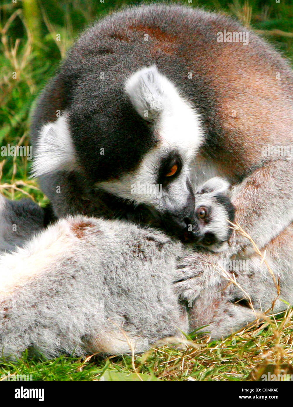 FEEDING TIME FOR LEMURS That's a neat trick! A ringtail lemur brings ...