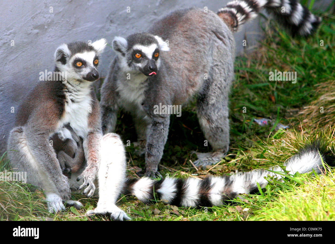 Feeding lemurs in zoo hi-res stock photography and images - Alamy