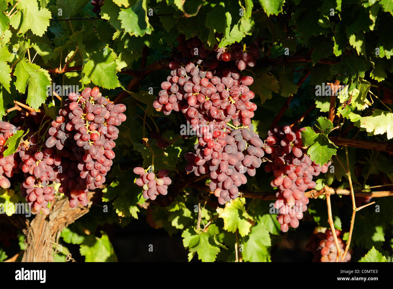 Ripering hi-res stock photography and images - Alamy