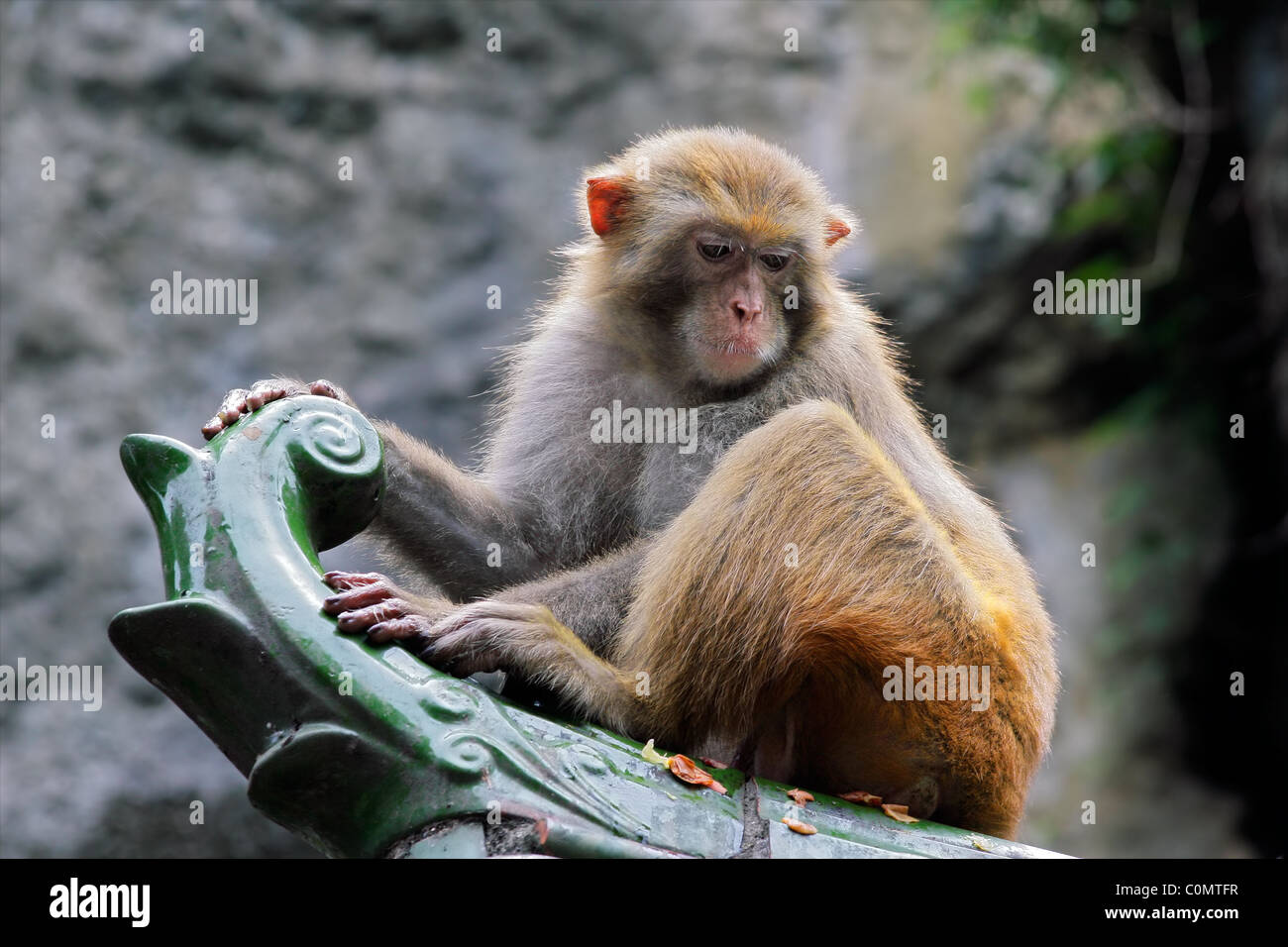Rhesus macaque monkey (Macaca mulatta), southern China Stock Photo - Alamy