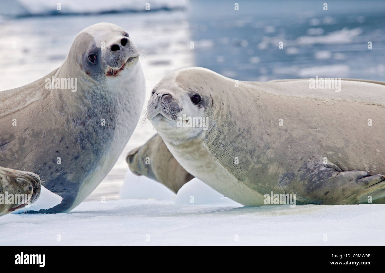 Two Crabeater Seals ( lobodon carcinophagus) on an iceberg, Lemaire ...