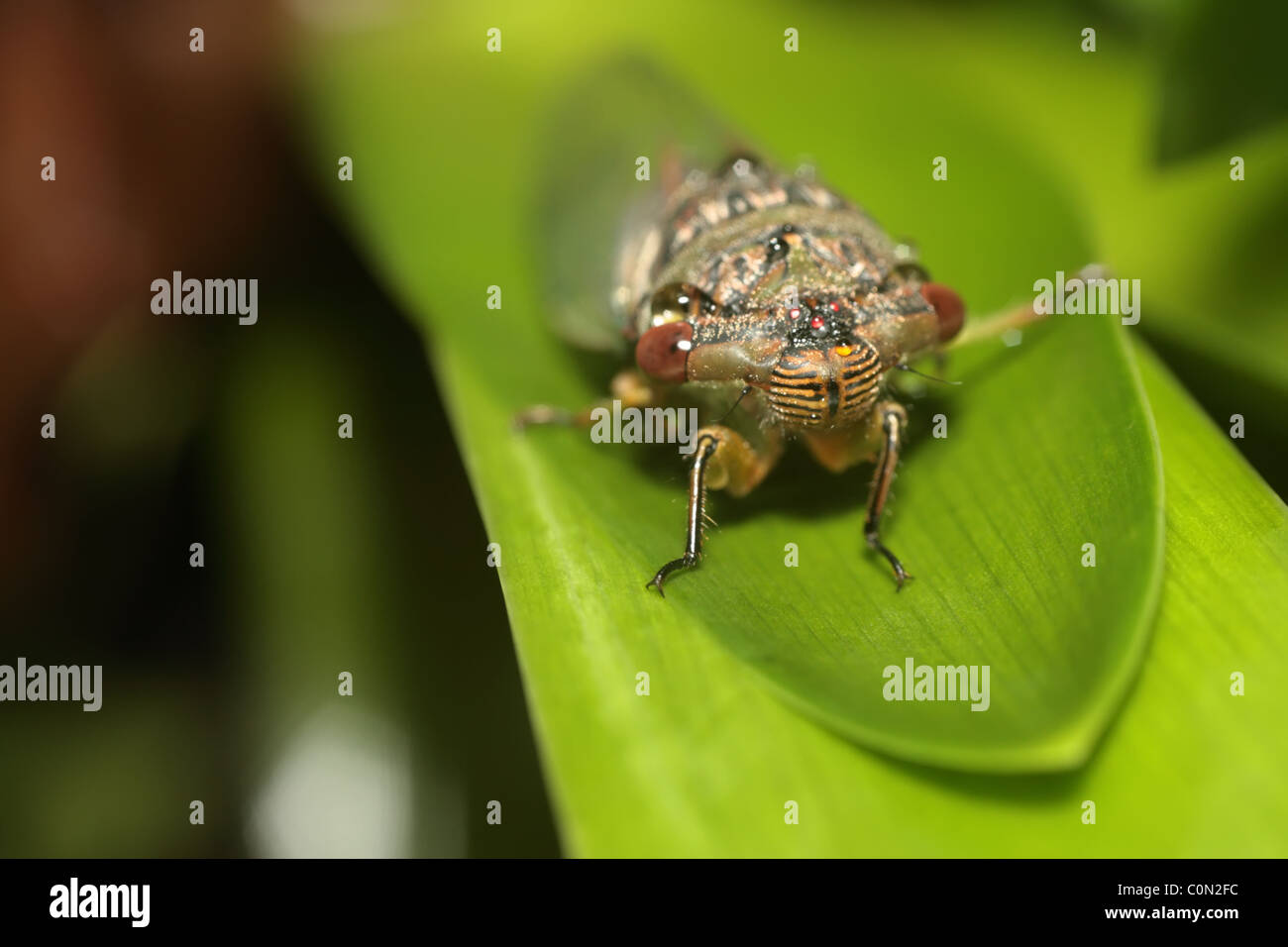 Pretty Insect Closeup Stock Photo - Alamy