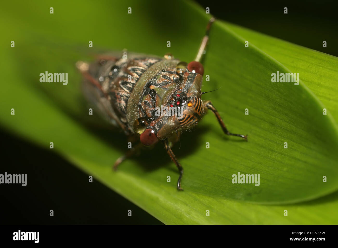 Cicada's Face Super Closeup Stock Photo - Alamy