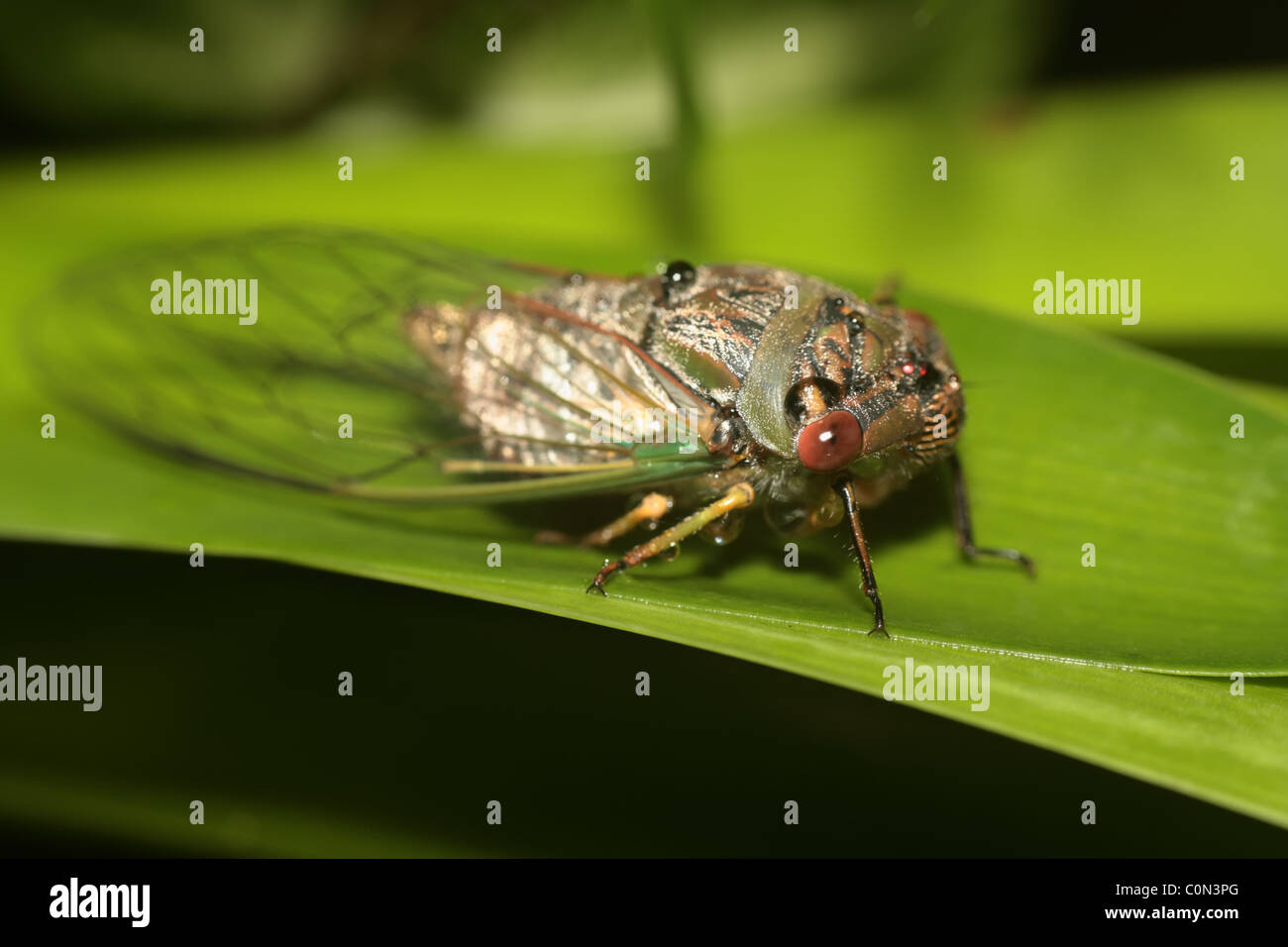 Cicada wings hi-res stock photography and images - Alamy