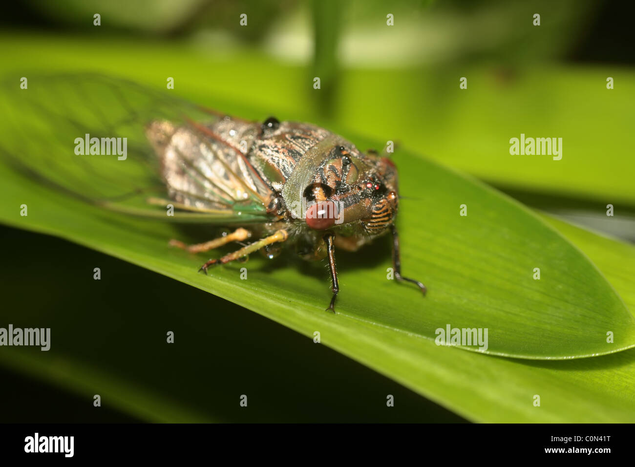 Cicada super Closeup Stock Photo - Alamy