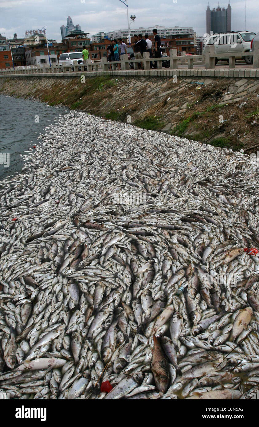 THIS HEAT IS KILLING ME... Hundreds of thousands of dead fish float on ...