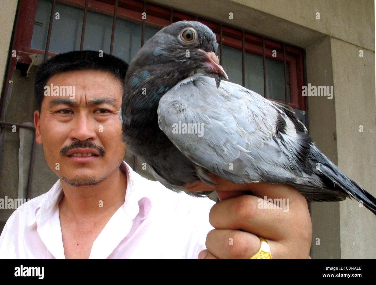 DOUBLE-BEAKED BIRD A pigeon in China has finally figured out how to get ...